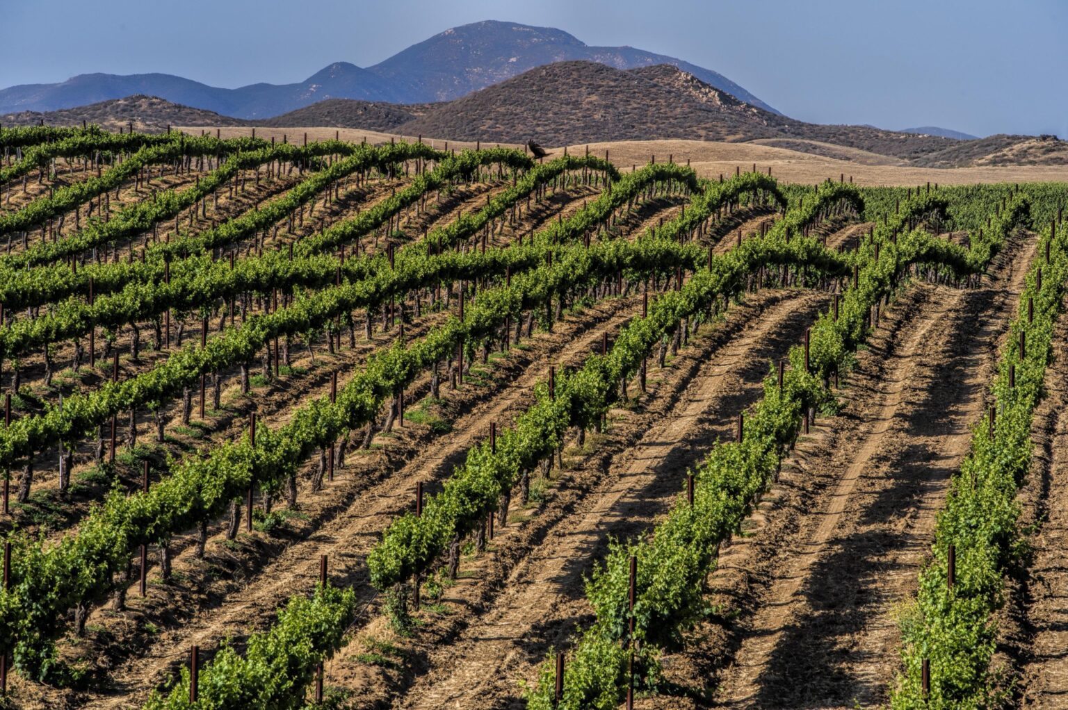 Estate Vineyards - Baily Winery & Vineyard